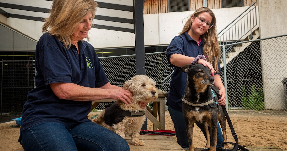 Dierenpensions zitten bomvol deze zomer: ‘Dit zijn voor ons niet de ...