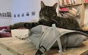 Heb jij Valaria, Iejaaco of Skip gezien? Deze negen huisdieren worden ...