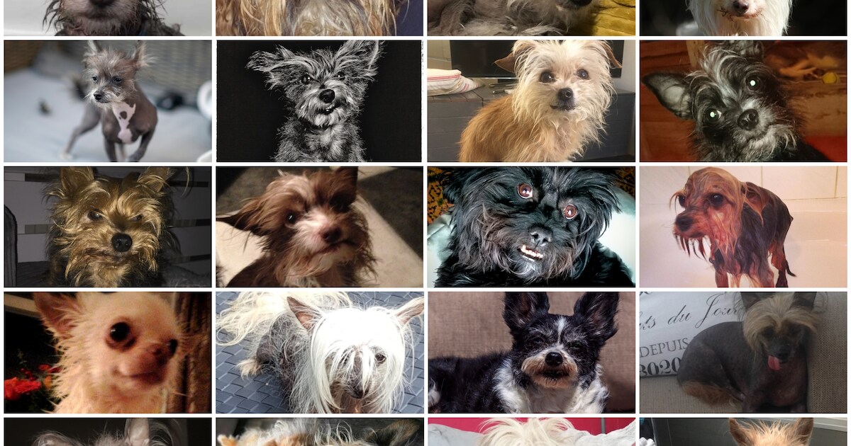 Stem op dé Frekkel van Nederland! En de genomineerden zijn ...