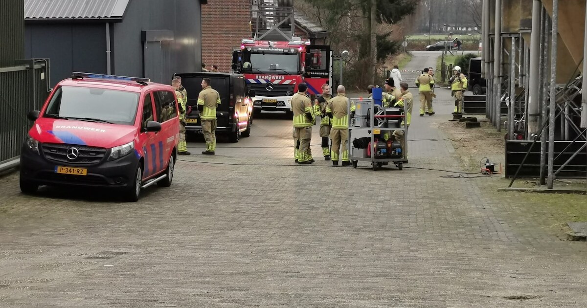 Honderden varkens bewusteloos in Rhenense stal nadat ventilatie uitvalt ...