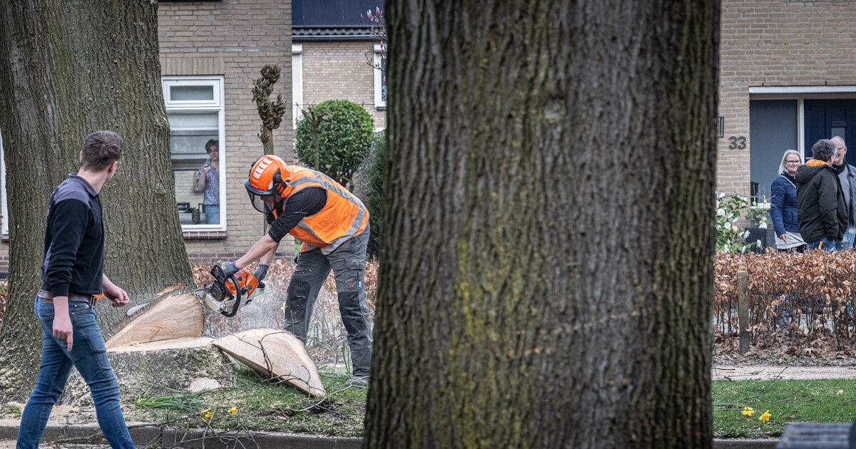 Heumenseweg twee weken dicht voor kap 70 bomen: ‘Verhoogd risico op ...