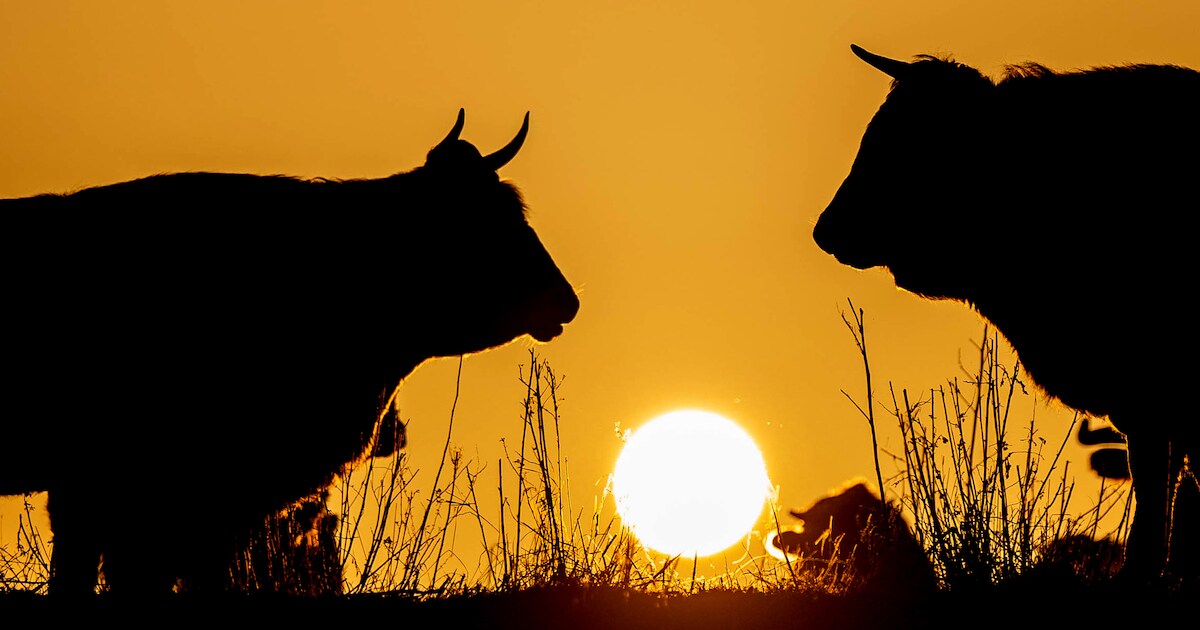 Komt er weer vlees van grazers uit de uiterwaarden op het bord? ‘We ...