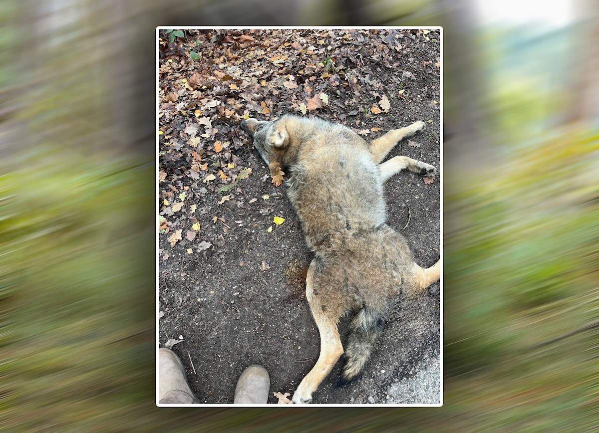 Wolf dood gevonden: dna moet uitwijzen of het de beruchte ‘probleemwolf ...