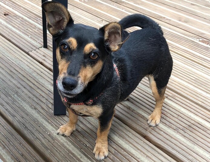 Hondje uit auto gestolen, maar op sociale media noemen sommigen de dader zelfs ‘een held’ | Oost ...