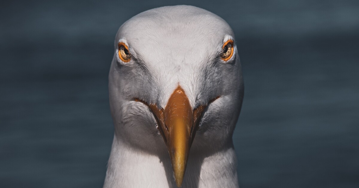 Nijmeegse fotograaf Karsten Russ dingt met deze meeuw mee naar de winst ...
