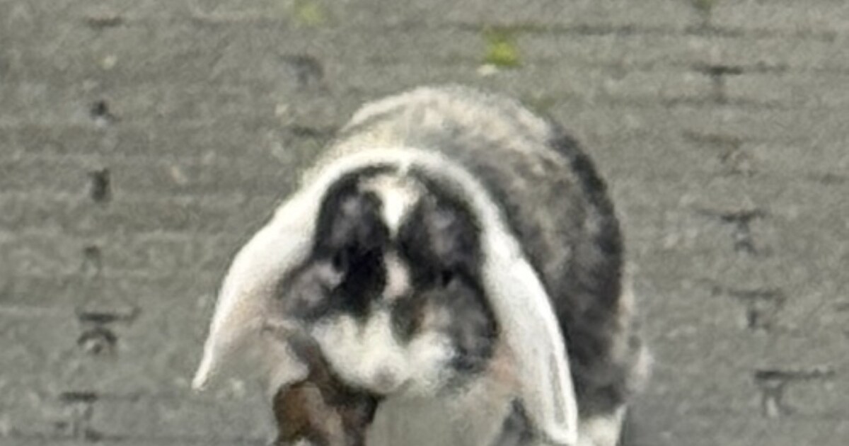 Heb jij Pieter konijn gezien? Dit huisdier wordt in Veenendaal vermist ...