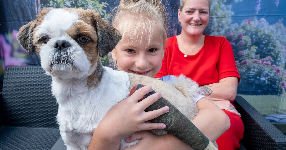 Grasaren zijn levensgevaarlijk voor honden en katten: ‘Hij moet ...