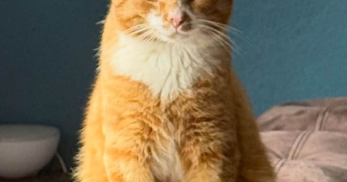 Heb jij Goos gezien? Dit huisdier wordt in Neder-Betuwe vermist | Regio ...