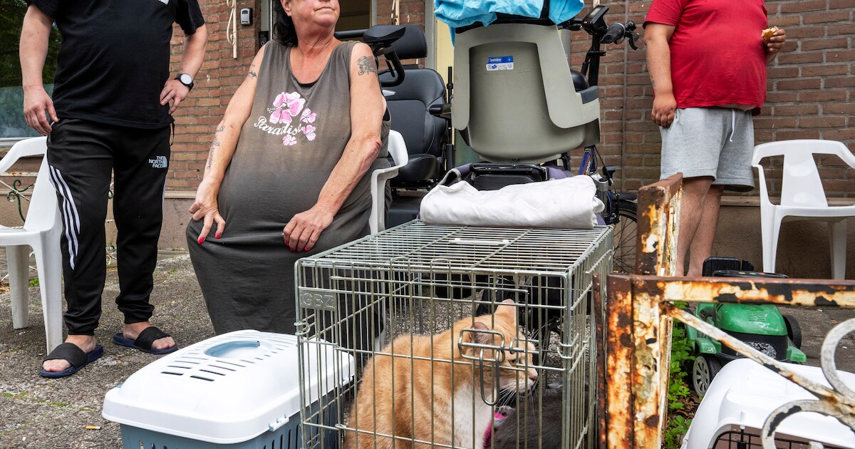 Diana vangt katten, vogels, konijnen en een ratje op in haar tuin: geen ...