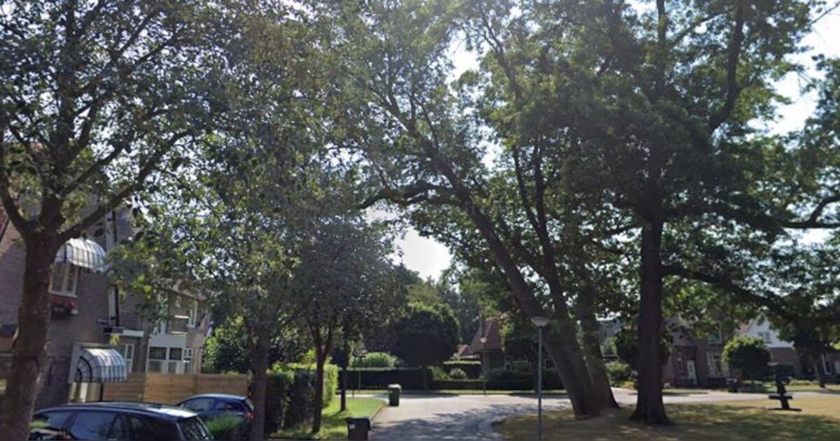 Enorme boom staat al jaren scheef en valt ineens op dak van Annemarie ...