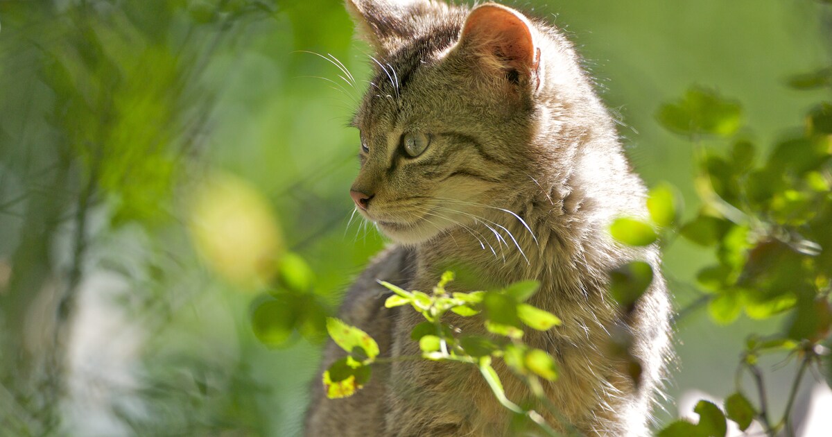 Oudste wilde kat van Nederland komt om op ‘dodenweg’ in Zuid-Limburg ...