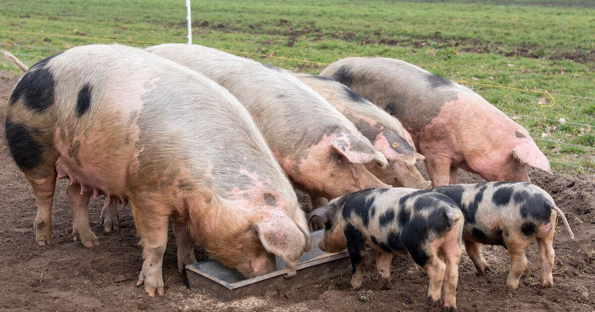 Varkensvoer alleen van afval zoals oud brood en afgekeurde ...