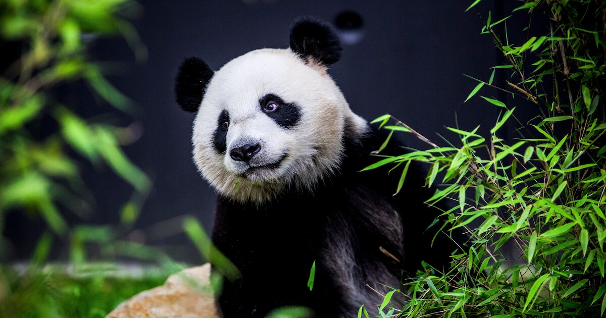 Panda's hebben het naar hun zin in Rhenen | Rhenen | De Gelderlander.nl