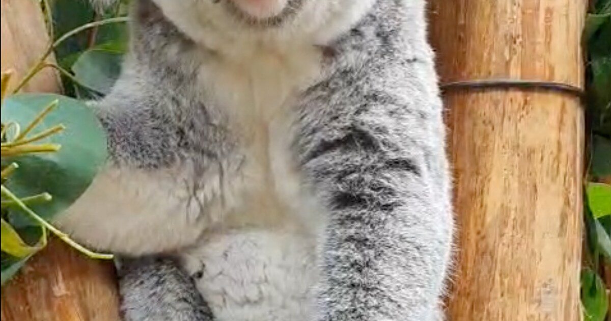 Eerste koala ooit in Nederland geboren in Ouwehands Dierenpark | Rhenen ...