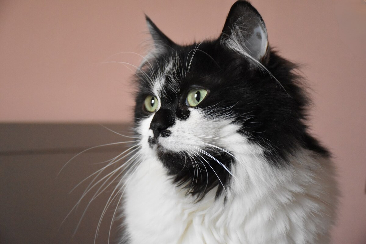 Heb jij Fiep, Coco of Teun gezien? Deze vijf huisdieren worden in Land ...