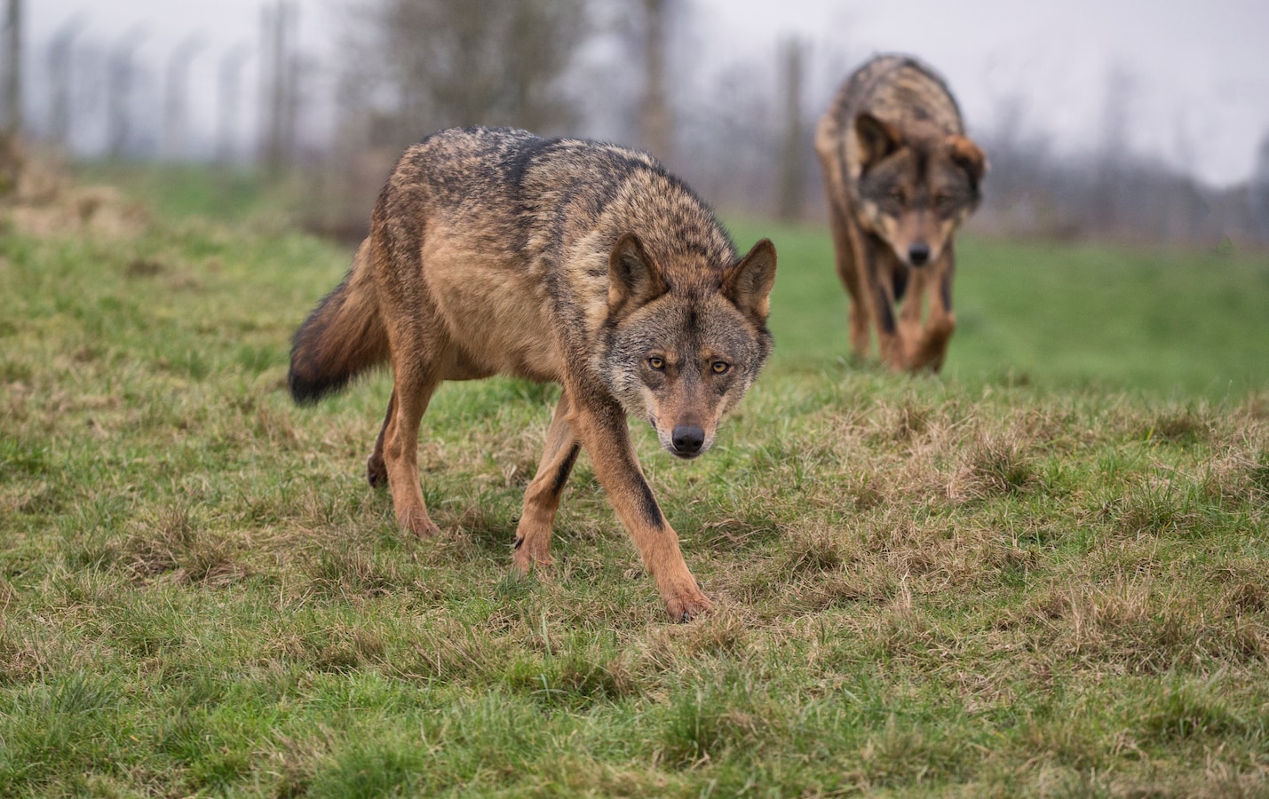 Afschieten wolf pas optie als er 56 roe­dels in Nederland zijn: ‘Wat ...
