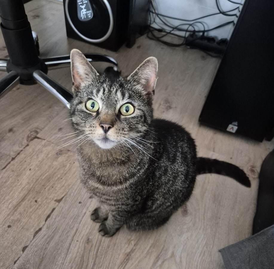 Heb jij Lola, Pipo of Tetje gezien? Deze vier huisdieren worden in Den ...