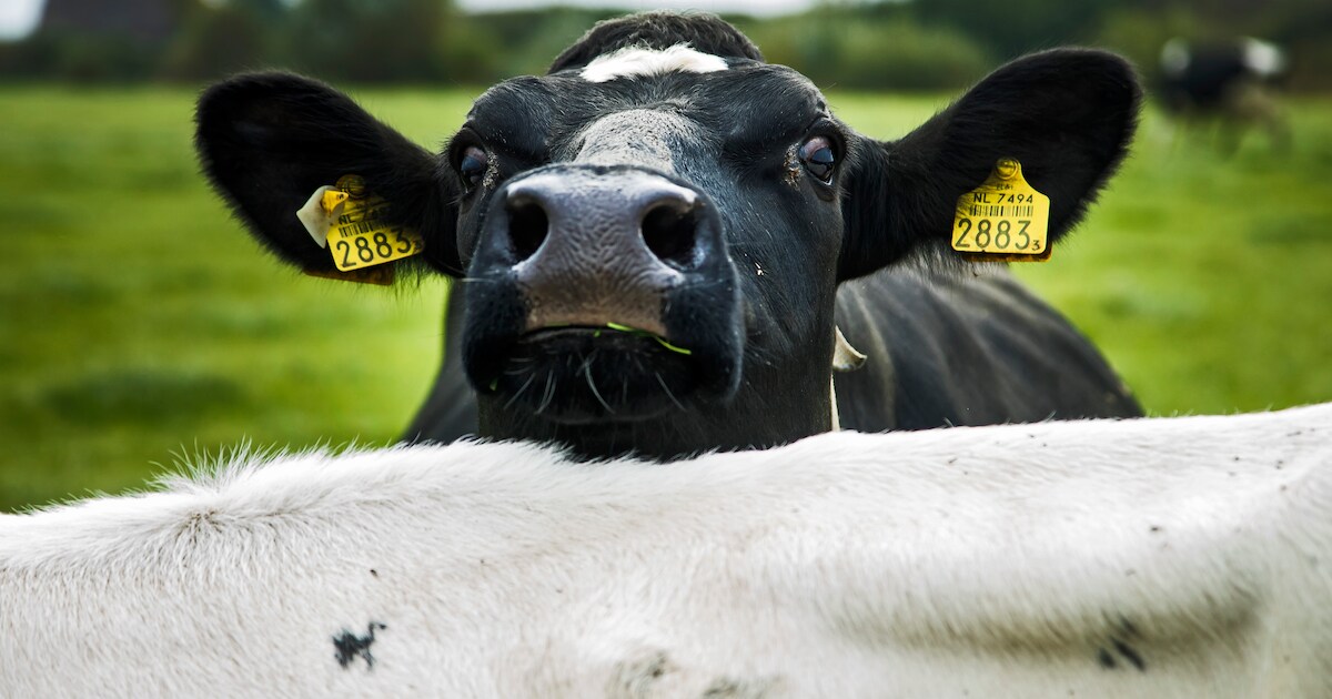 Boer Herman bleef op om koeien te koop te zetten | De Vallei ...