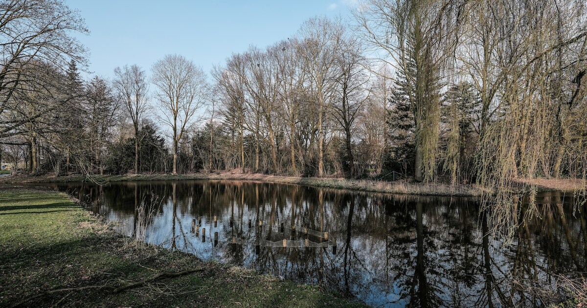 Onderzoek naar illegaal weghalen roekennesten in Zevenaar: ‘Boete tot ...
