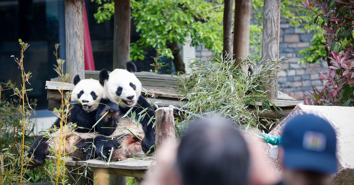 Dierentuin stuurt panda's terug, dreigt hetzelfde voor Ouwehands ...