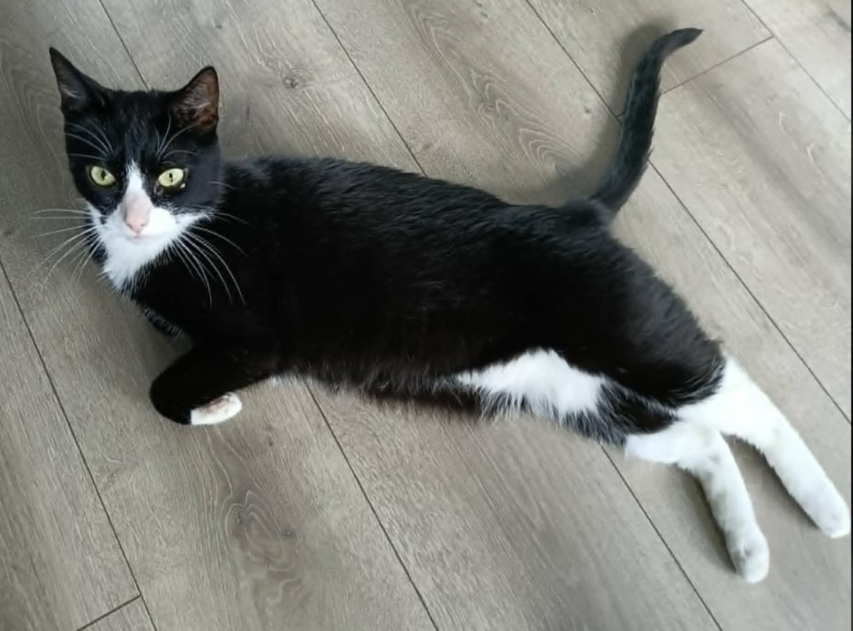 Heb jij Lavi, Jimmy of Baco gezien? Deze negen huisdieren worden in Den ...