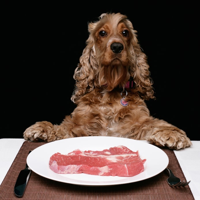 De hond hapte de steak dankbaar weg en wachtte geduldig op meer | Ellen ...