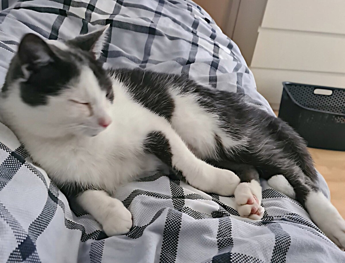 Heb jij Koos of Sam gezien? Deze twee huisdieren worden in Lingewaard ...