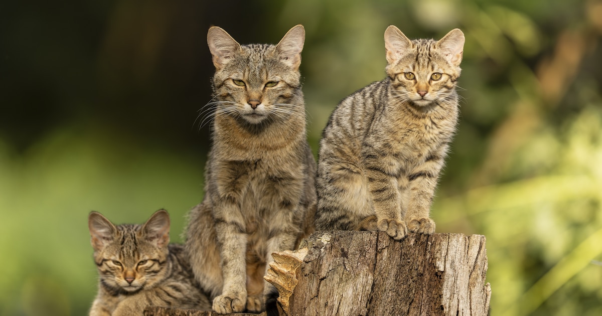 Superschuwe Europese wilde kat al met ‘tientallen’ in Nederland, met ...