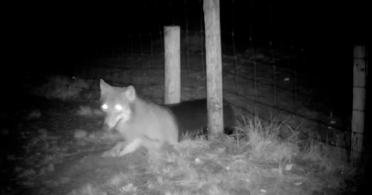 Wolf kruipt dankzij smalle dassentunnel door hek op de Veluwe: ‘Huh ...