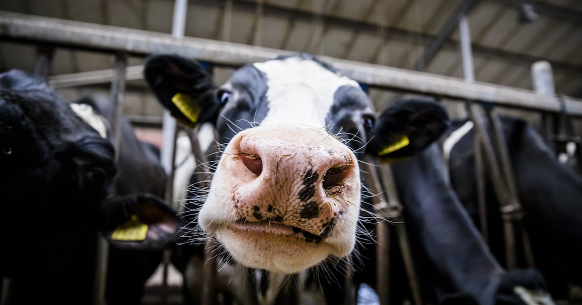 ‘Halvering van de veestapel is zo gek nog niet’ | Eindhoven ...