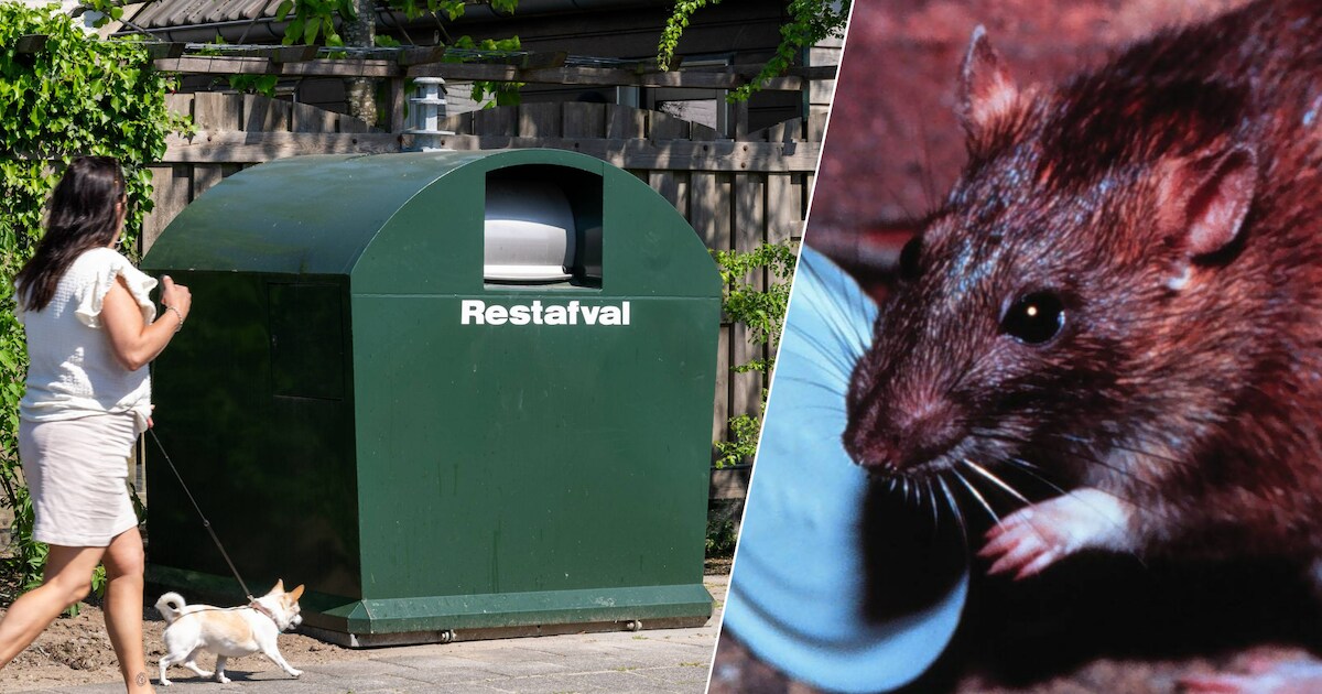 Luilekkerland voor ratten in Breukelen, inwoners klagen over overlast ...