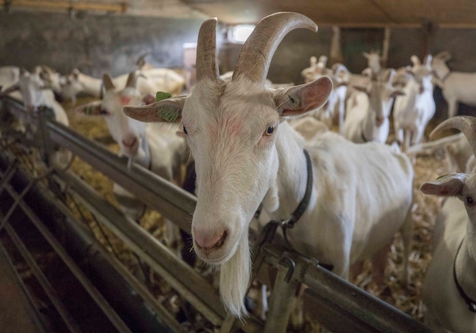 Breda neemt geen risico’s: nieuwe woningen in buurt van geitenhouderij ...