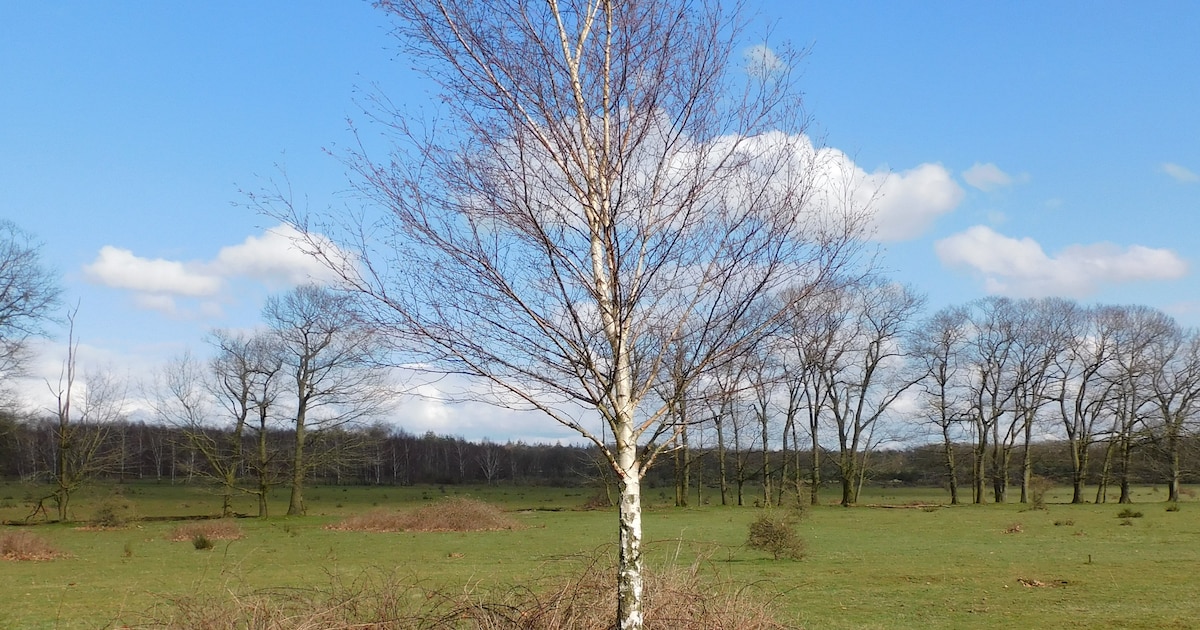 Berken, pioniers onder de bomen | Regio | De Gelderlander.nl