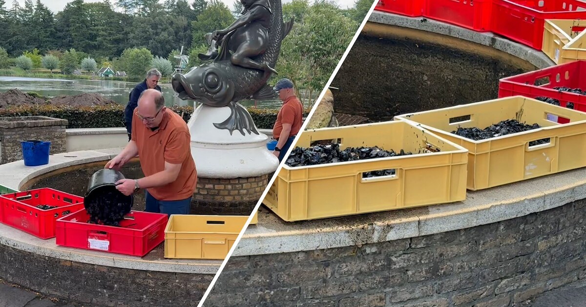 KIJK | Efteling-medewerkers scheppen honderden kilo’s muntgeld uit ...