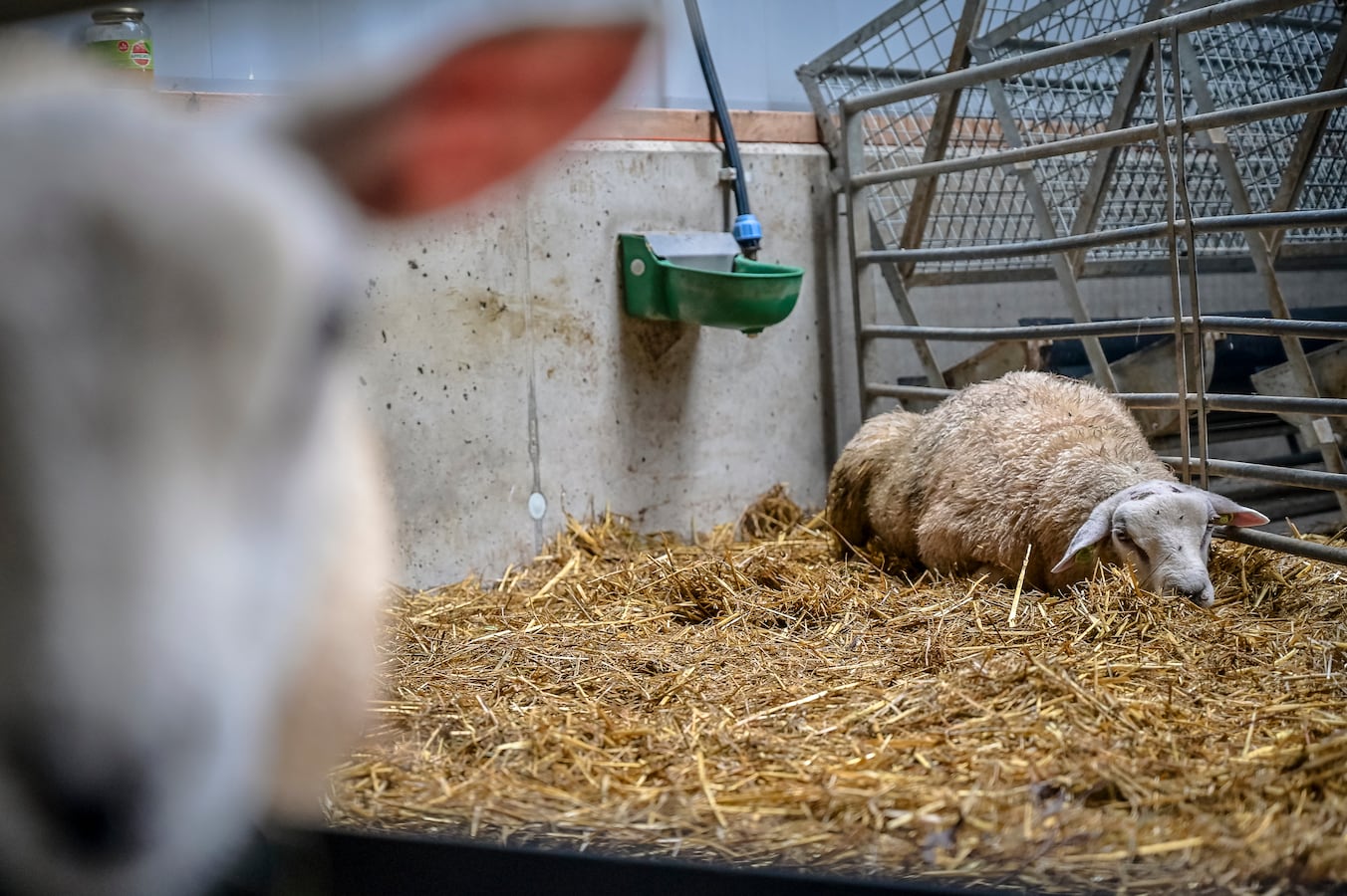 Deze week geen nieuwe gevallen van blauwtong in Culemborg | Foto ...