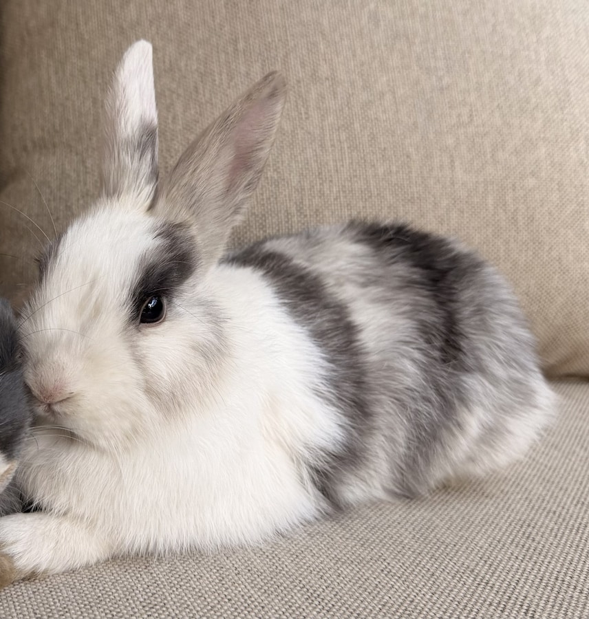 Heb jij Joep, Molly of Izzy gezien? Deze negen huisdieren worden in Den ...