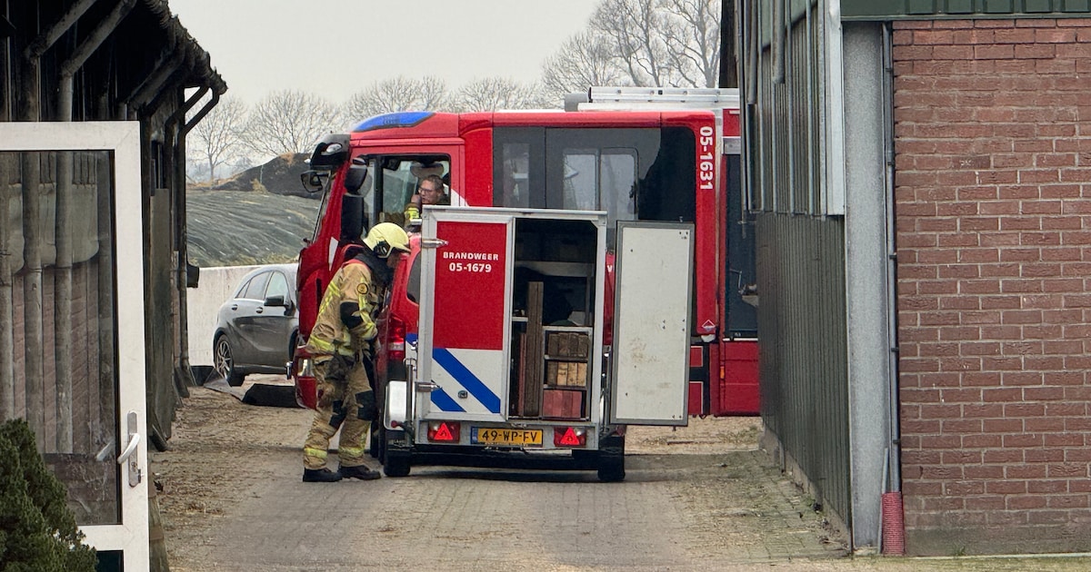 Na stalbrand vorige week nu koe in put bij melkveebedrijf in Markelo ...