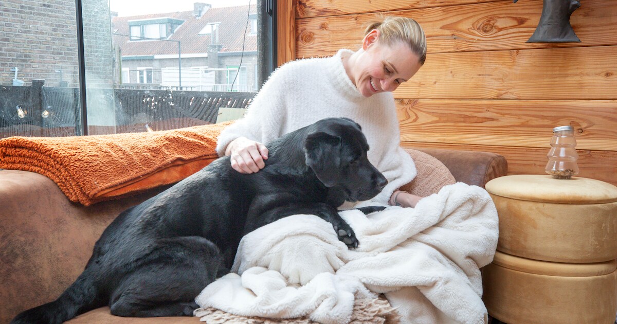 Veteraan Sandra werd gered door labrador Bieke: ‘Ze zorgt ervoor dat ik ...