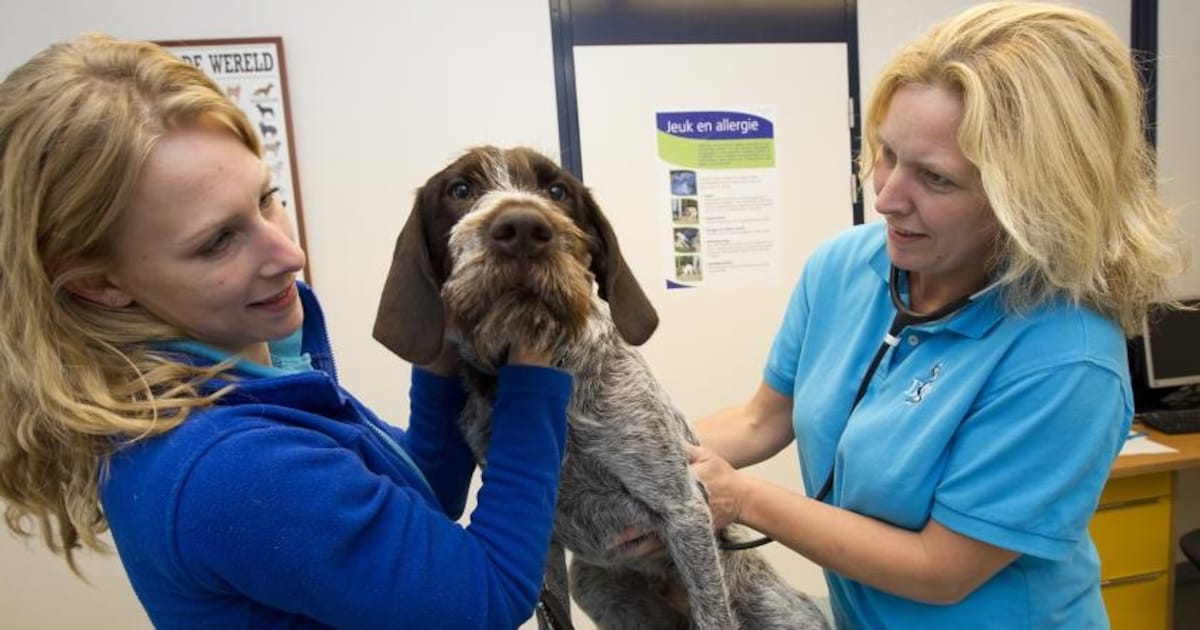 Honden kwispelend naar de dierenarts | Achterhoek | De Gelderlander.nl