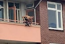 Zelfs eigen moeder waarschuwde voor Kenzo K., ‘kruisboogschutter’ die ...