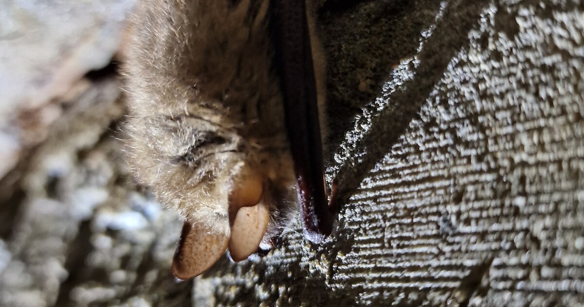 Zeldzame vleermuis ontdekt in Rozendaal: ‘Ik zag ineens een dier met ...