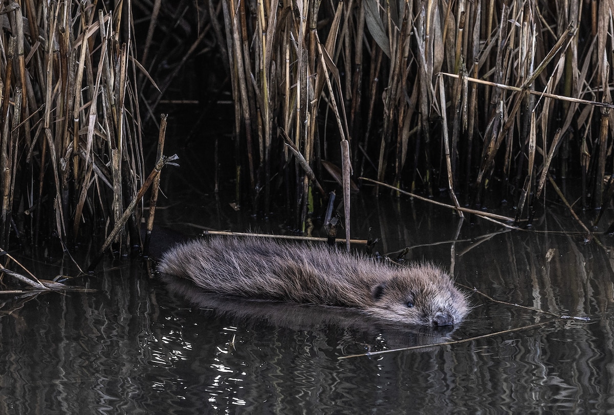 Enorme toename van aantal bevers in de regio; waterschap neemt ...