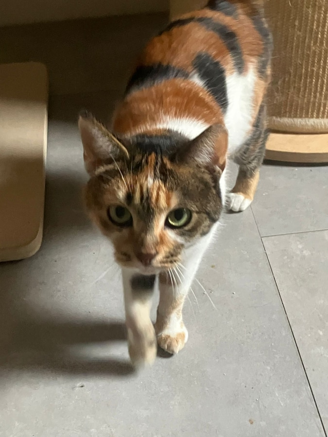 Heb jij Jolene of Mika gezien? Deze twee huisdieren worden in Zevenaar ...