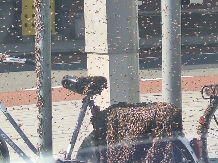 Zwerm bijen bij Arnhem Centraal maakt van verweesde fiets een tijdelijk thuis: ‘Staan stijf van ...