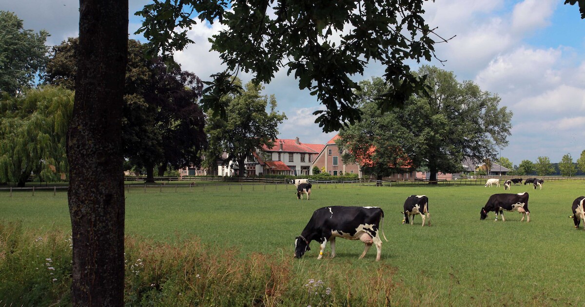 ‘Slot’ op Brabant om natuur te redden: ‘Heel het land loopt vast, dit ...