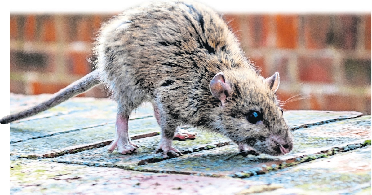 Rat zet groot deel stad en omliggende dorpen zonder stroom | Aalten ...