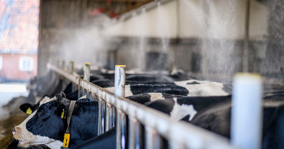 Hitte in de stal kan dodelijk zijn voor dieren: ‘Klam en drukkend weer ...