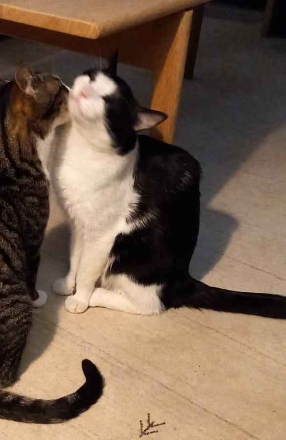 Heb jij Kitu, Moos of Nero gezien? Deze vijf huisdieren worden in ...