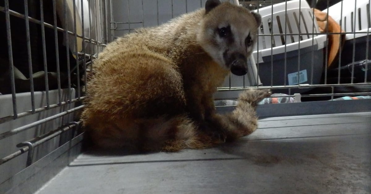 Ontsnapte rode neusbeer met fruit naar schuur gelokt en gevangen ...