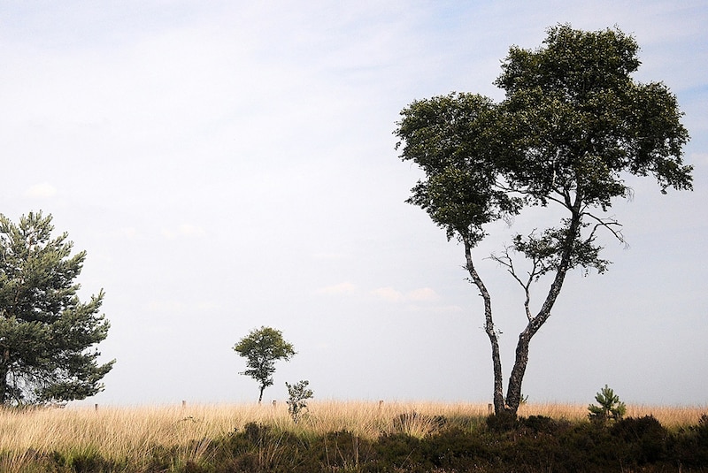 VVO in Velp krijgt dit jaar al nieuw kunstgrasveld | Overig | De ...